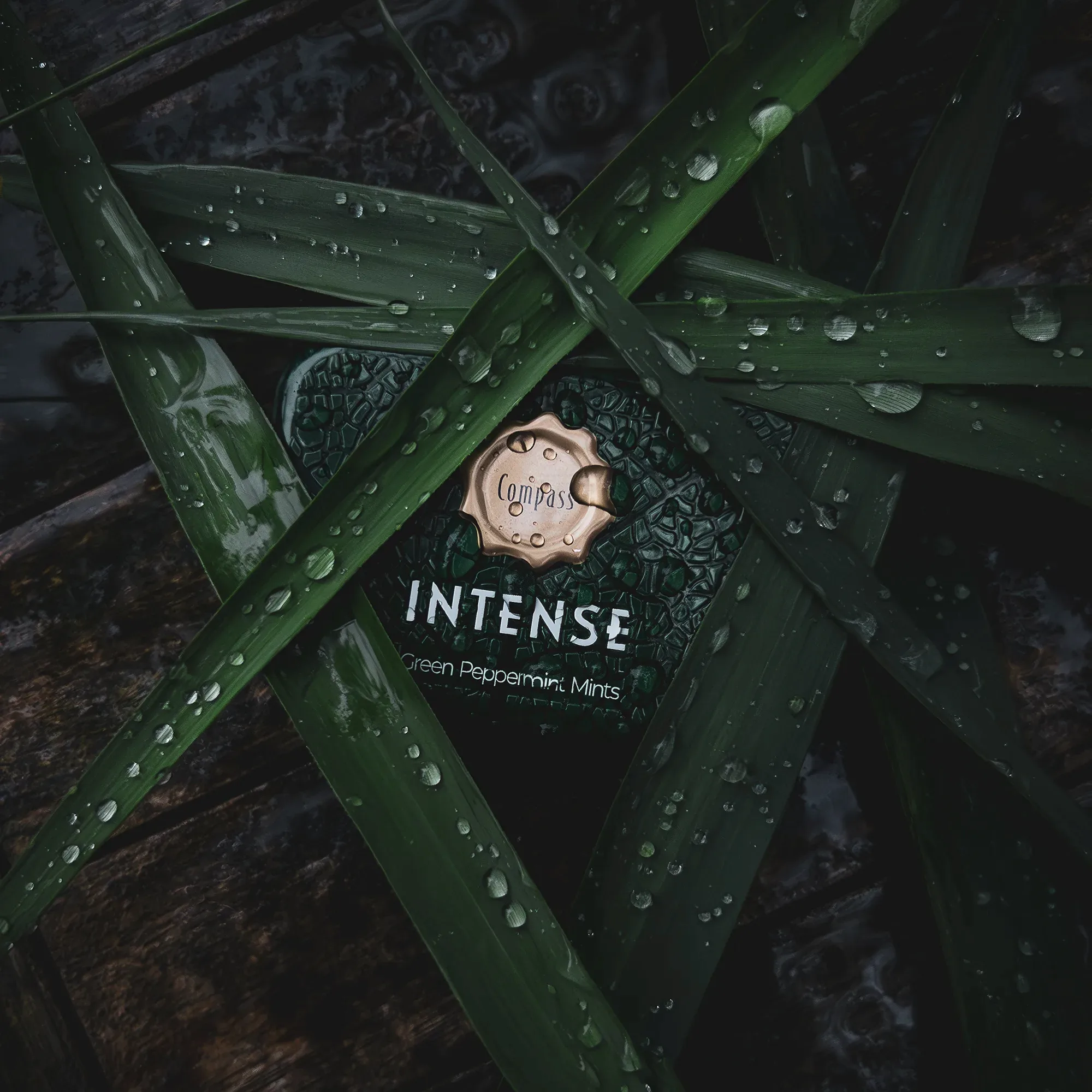 Compass INTENSE - lionsmedia agency